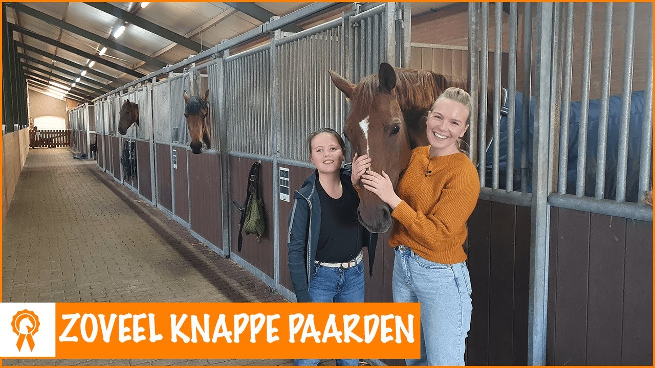 Alle paarden op stal voorstellen!! | PaardenpraatTV - YouTube