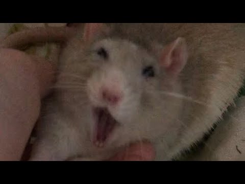 Rat has lovely cuddle and yawn - YouTube