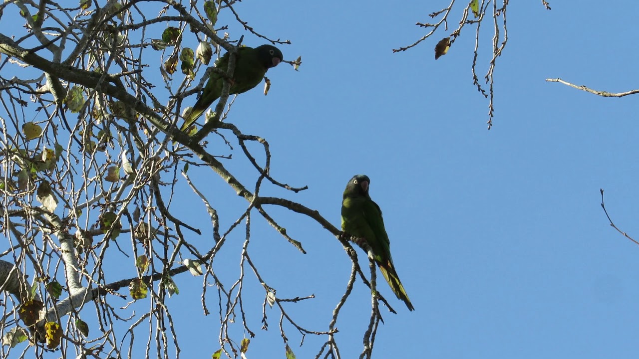 Periquitão-de-cabeça-azul / Blue-crowned Parakeet (Aratinga ...