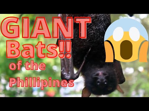 Giant Bats of the Philippines Known As "Flying Foxes" (Boracay Island ...