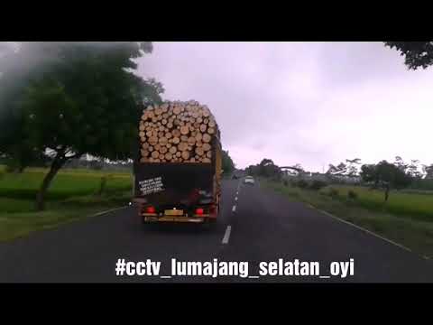 Putri cinta sengon balap!!! bergoyang dijalur lumajang