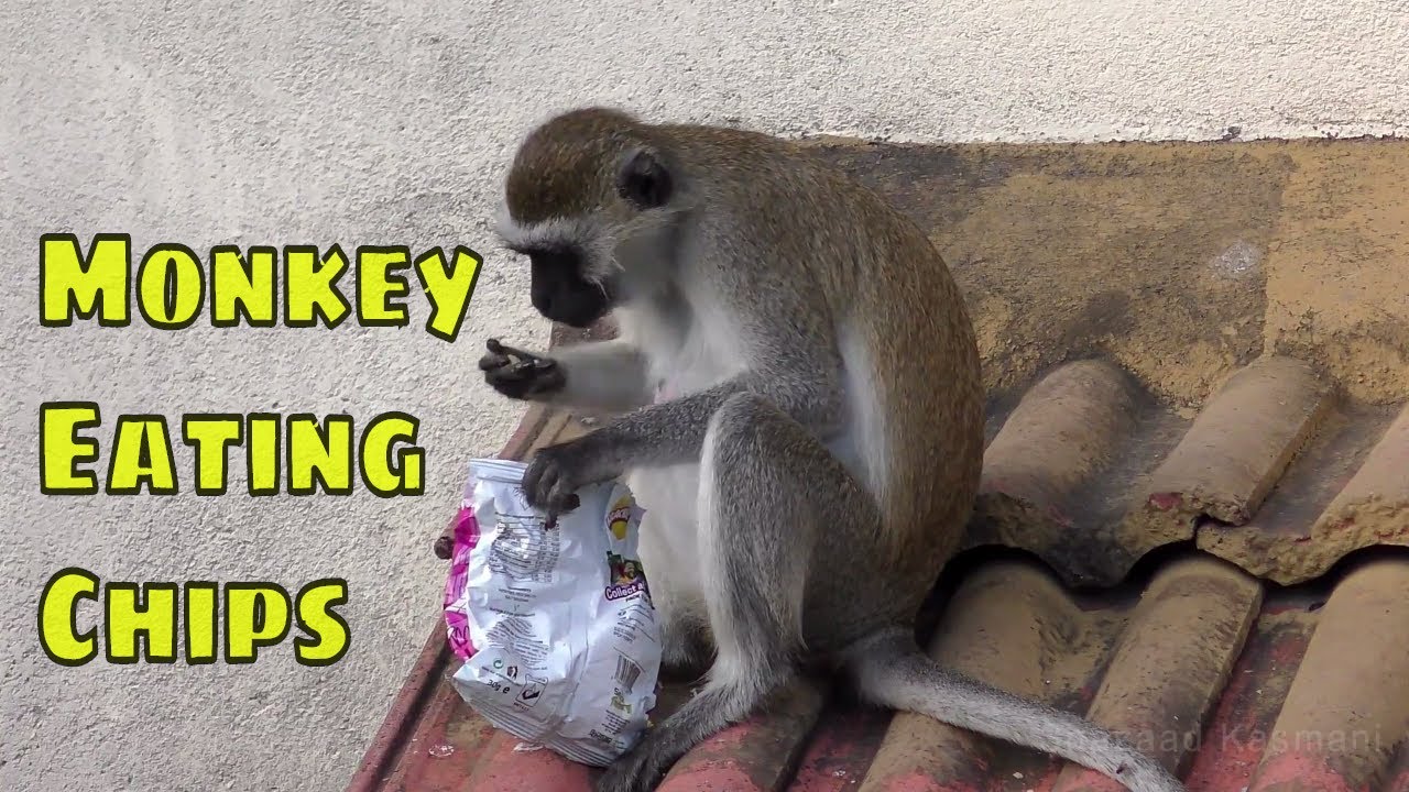 Monkey Eating Potato Chips - Urban Wildlife - Kenya - YouTube