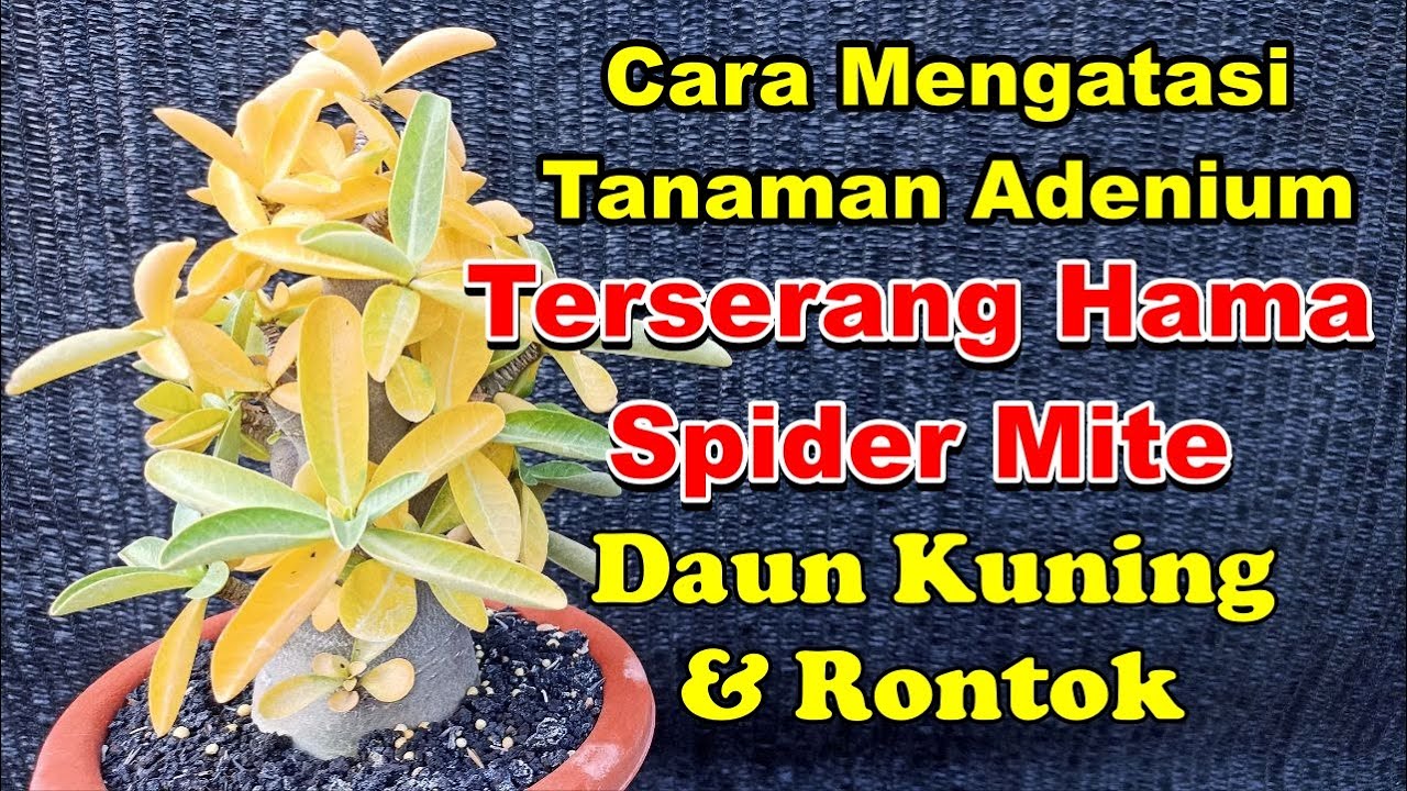Tips Mengatasi Adenium Yang Terserang Hama Spider Mite, Desert Rose ...