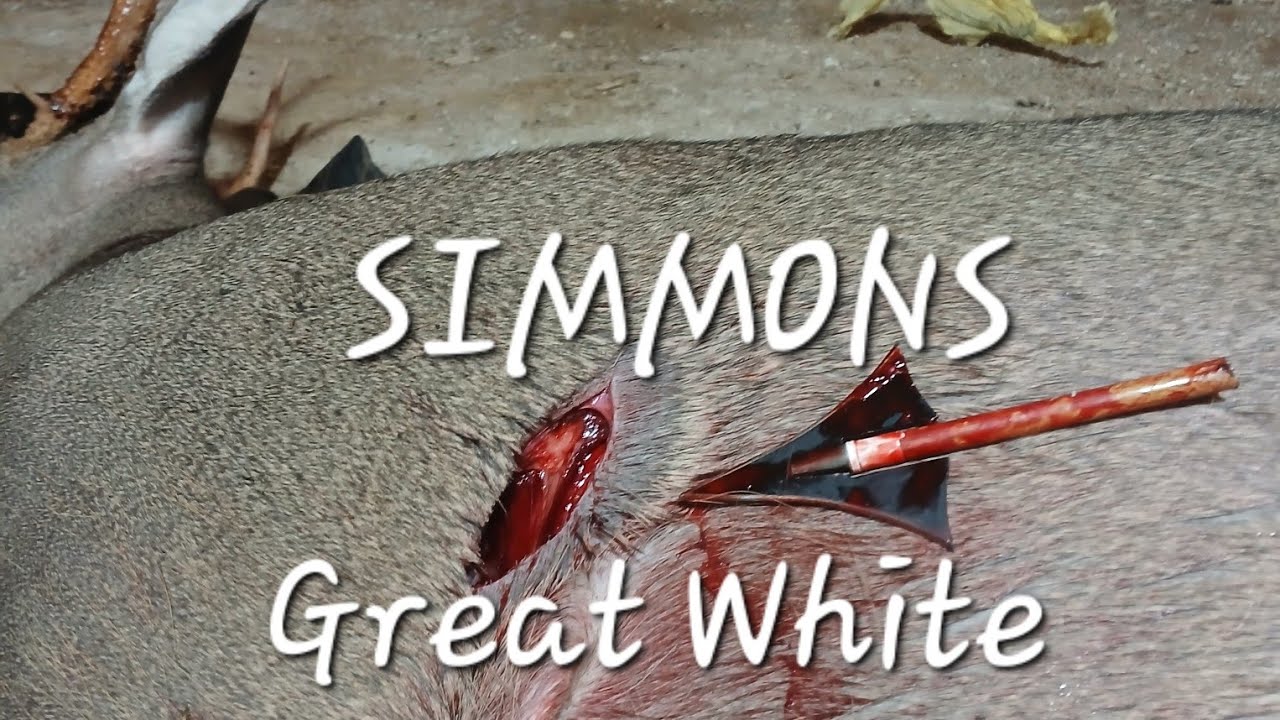 SIMMONS Shark Attack - YouTube