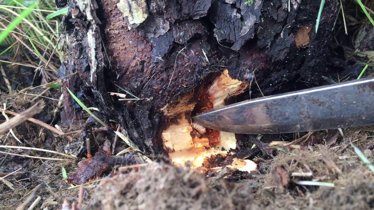 Hunting Round Headed Apple Borer - YouTube