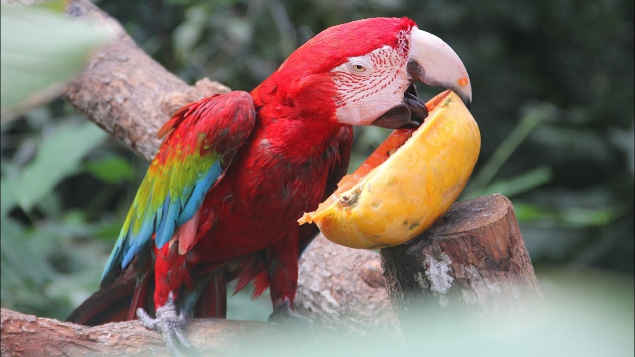 How Parrot Eat Apple | Apple Eating Parrot | parrot in gallery - YouTube