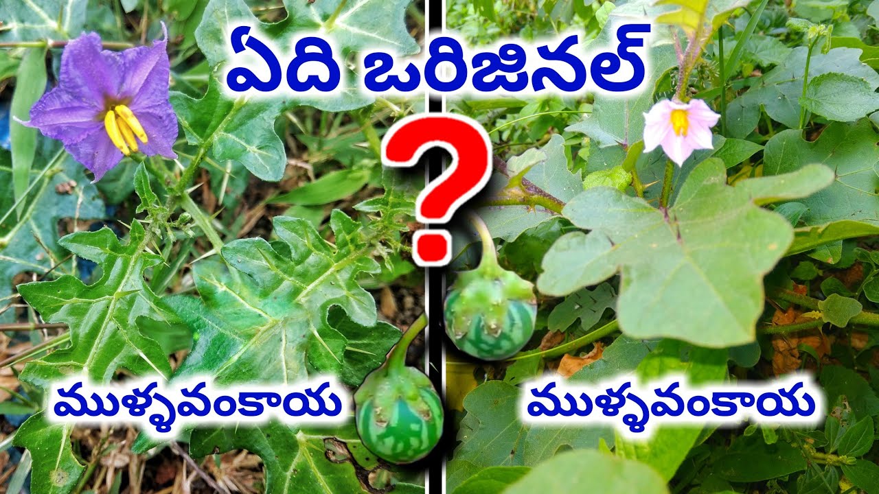 ఏది ఒరిజినల్ ముళ్ళ వంకాయ మొక్క | ఇలా తెలుసుకోండి | Mulla Vankaya ...