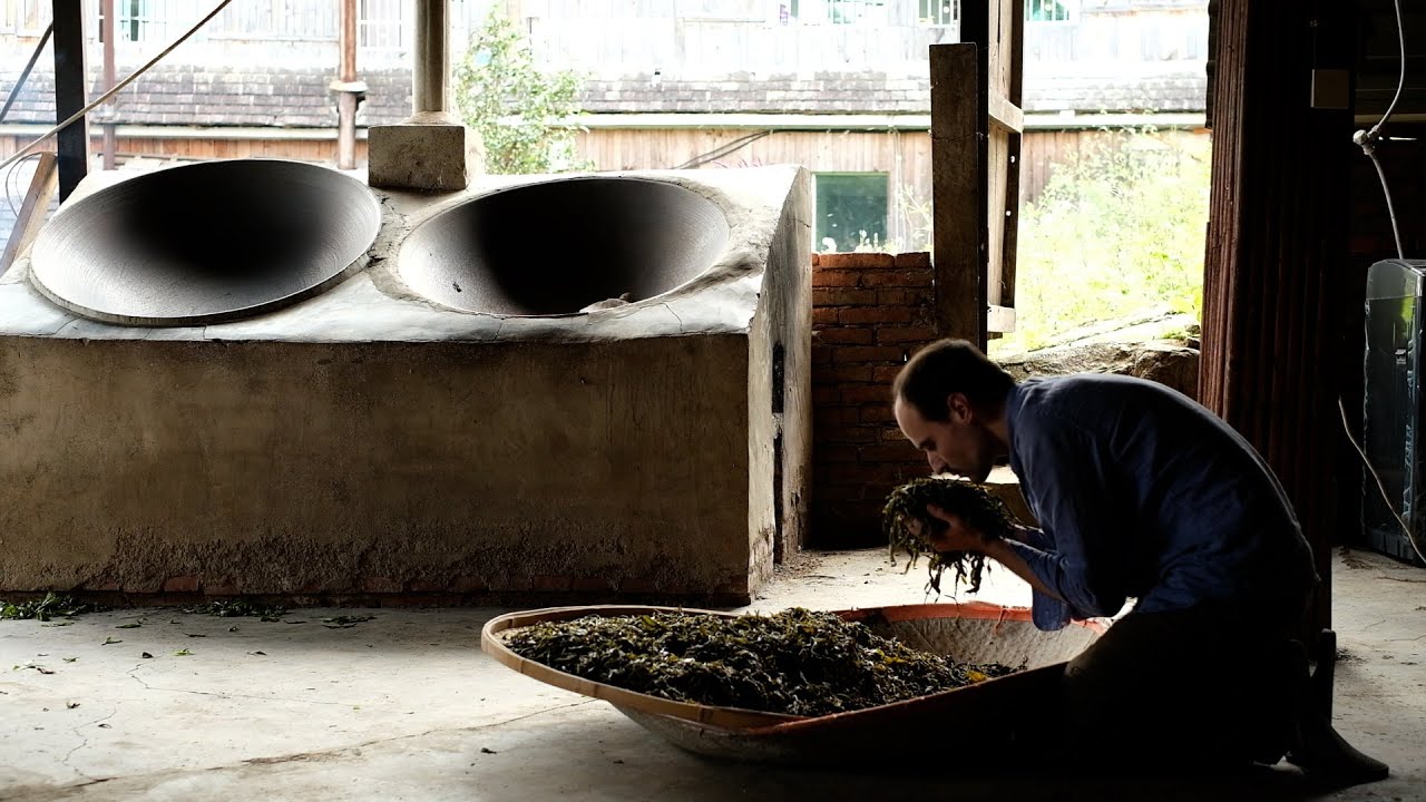 Handmade Puerh tea making - YouTube