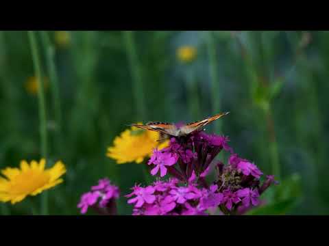 4K VİDEO | BUTTERFLY 🦋 KELEBEK