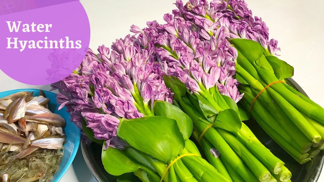 Yummy cooking water hyacinths with small shrimp and small fish recipe ...