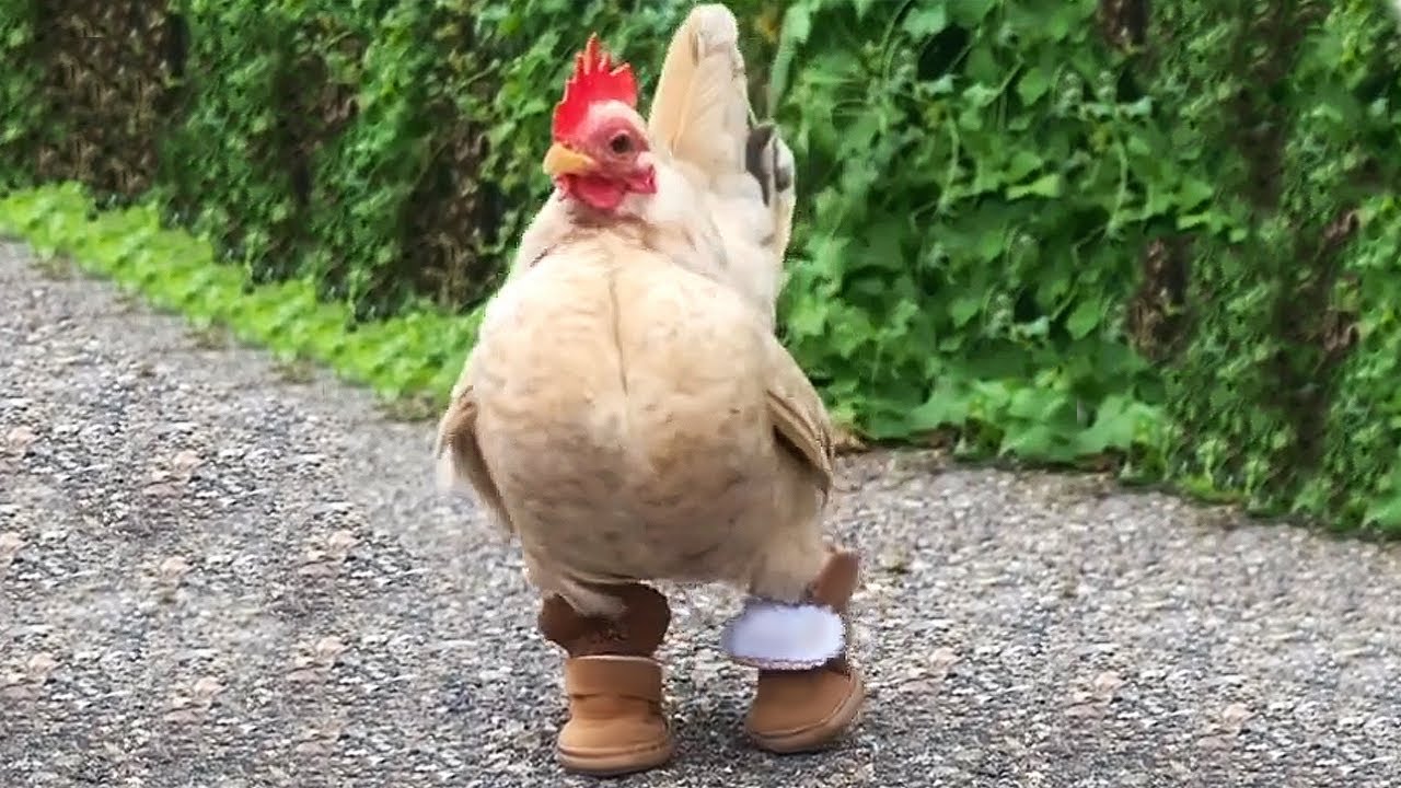 Little Chicken Learns to Walk By Wearing Shoes | The Koala - YouTube