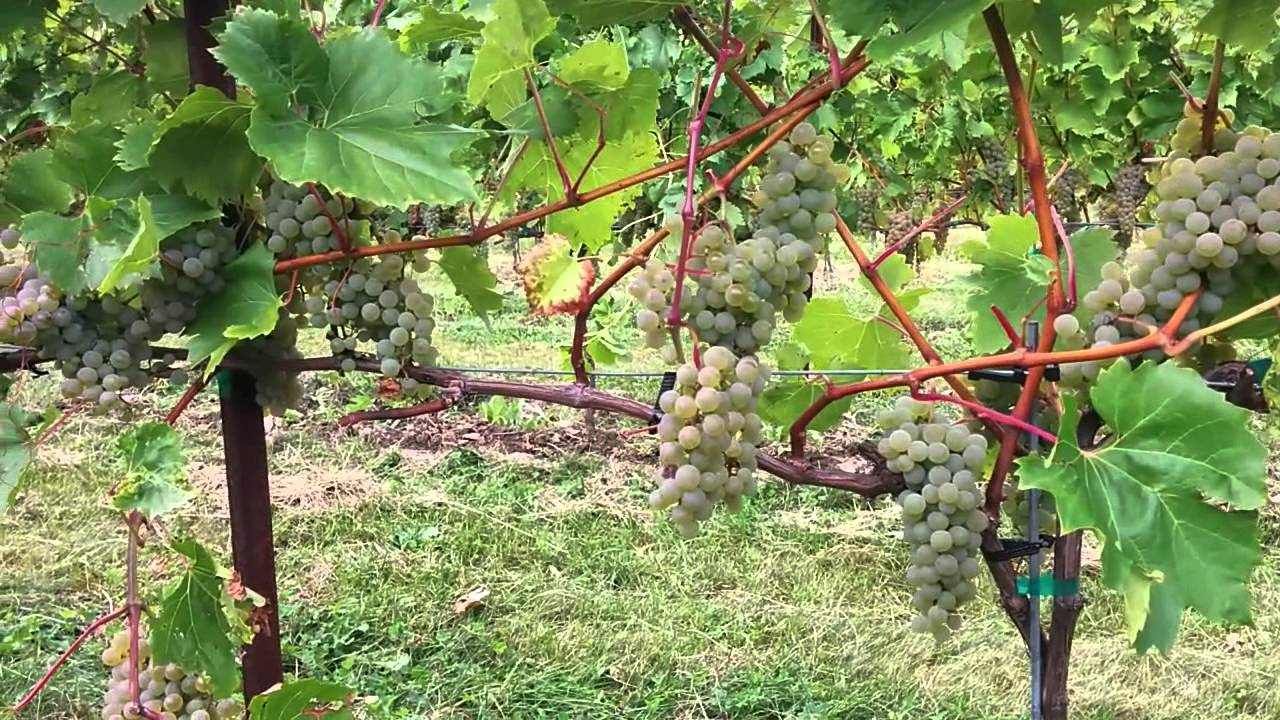 Frontenac blanc 2014, Vignobles Saint-Rémi - YouTube