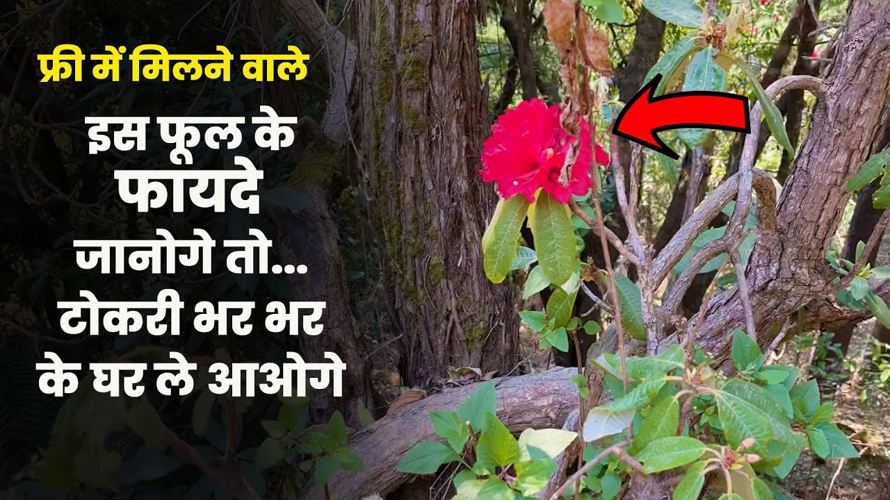 Buransh Juice Benefits (बुरांस जूस के फायदे) State tree of Uttarakhand ...
