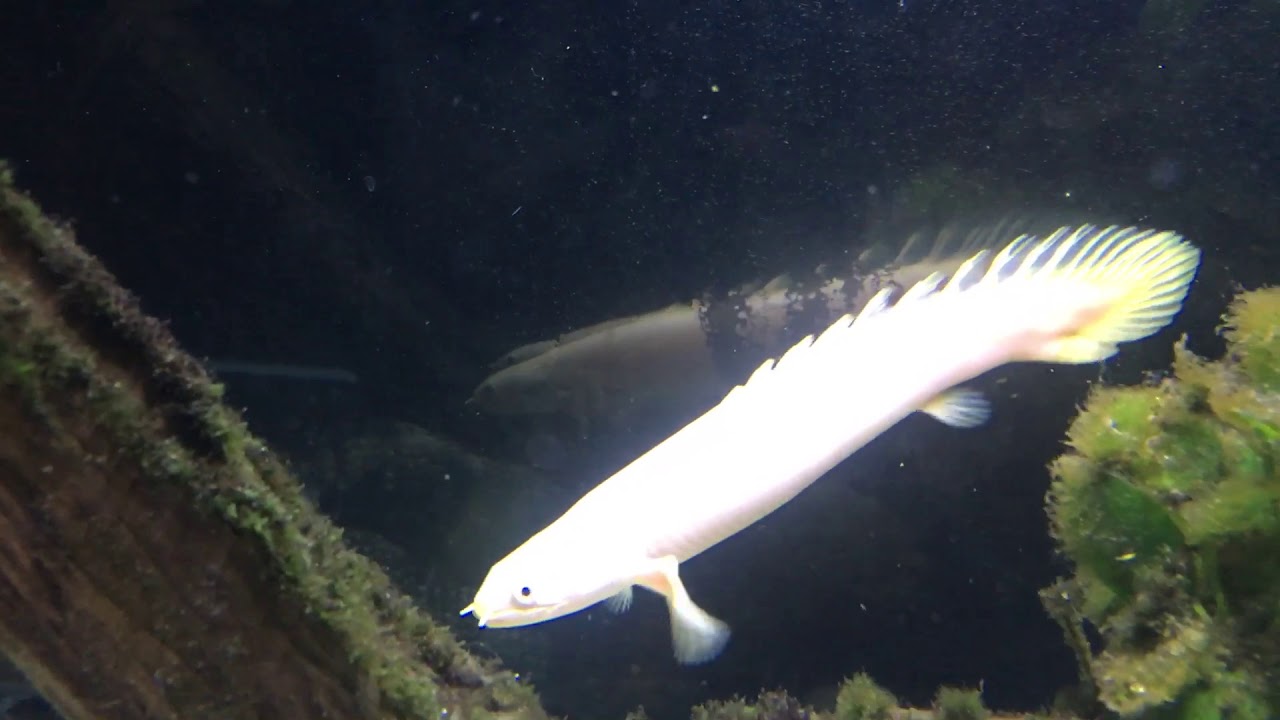 Polypterus tank (congicus hybrid, senegalus golden slayer, albino ...