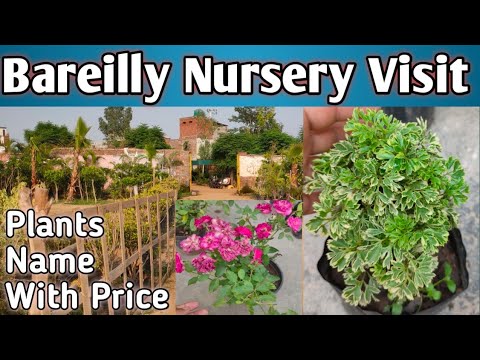 Nursery Visit Bareilly Plants Name With Price 🌹बरेली की सबसे बड़ी और ...