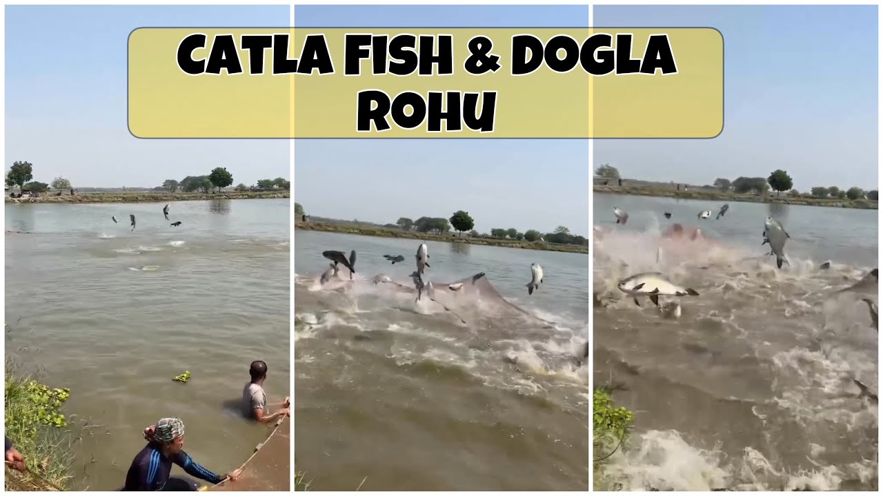 Catla Fishing || Jumping Fish Alive || Dogla Rohu - YouTube