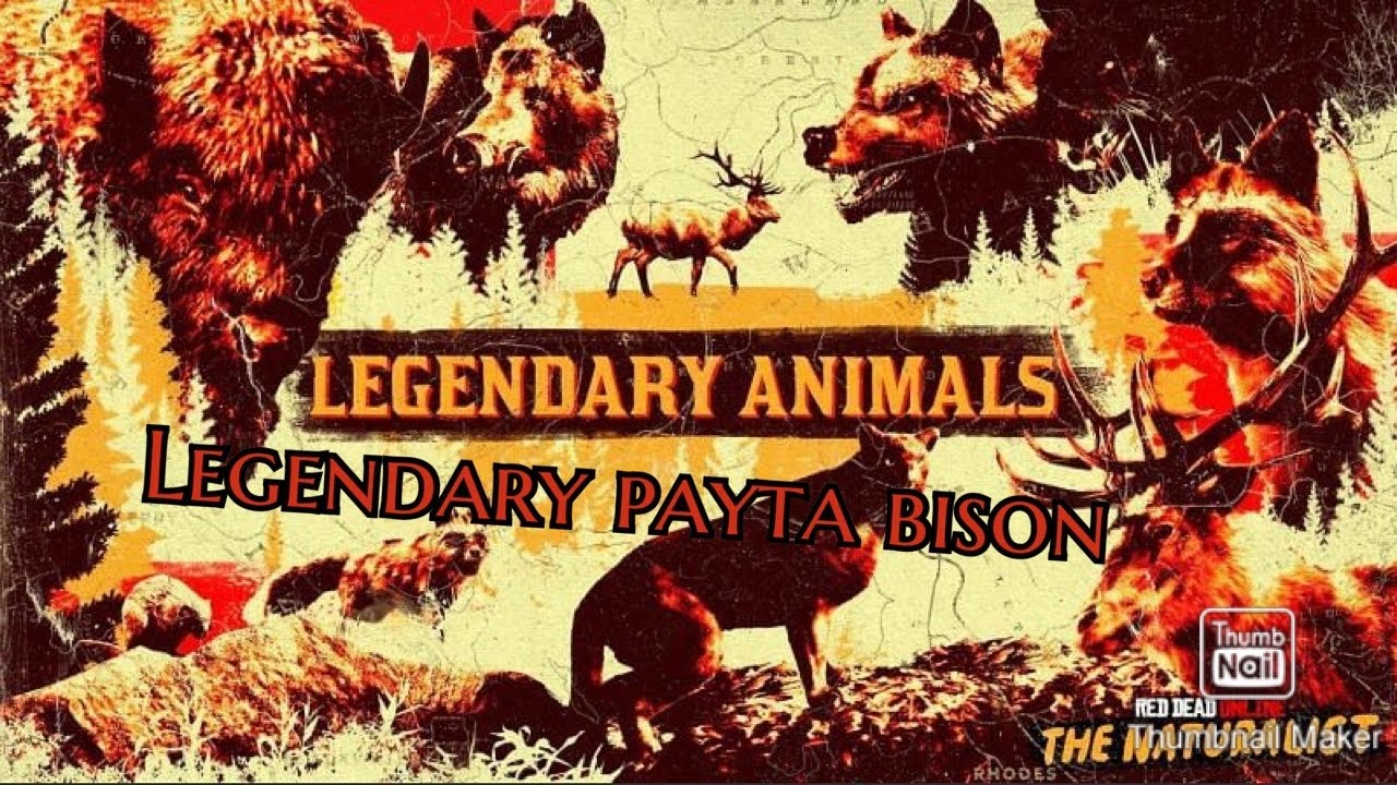 Red Dead Online legendary payta bison - YouTube
