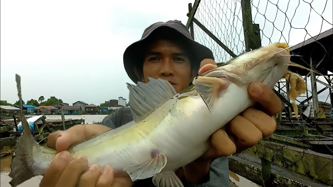 Ganas Betul pak ..!! Mancing Baung Besar Umpan kucur Sakti - YouTube