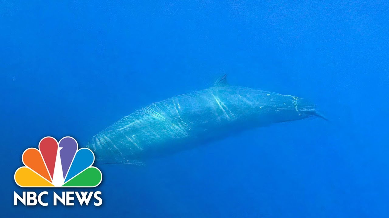 New Species Of Beaked Whale Possibly Found Off Mexico | NBC News NOW ...