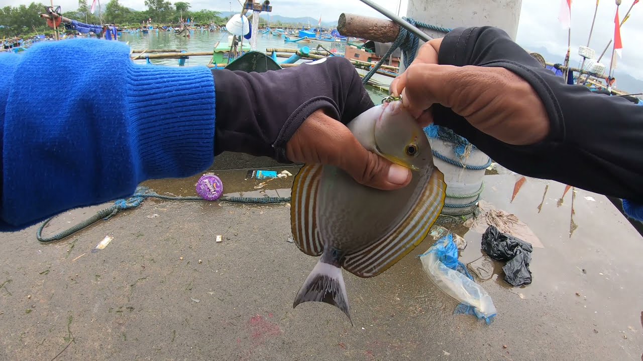 Mancing Ikan Baronang Spot Dermaga Tamperan Pacitan #Rabbitfish # ...