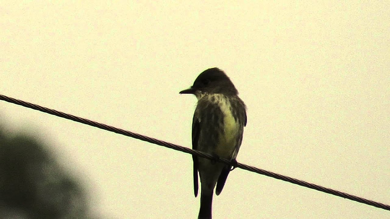 Contopus cooperi - Olive-sided Flycatcher - Pibi boreal - YouTube