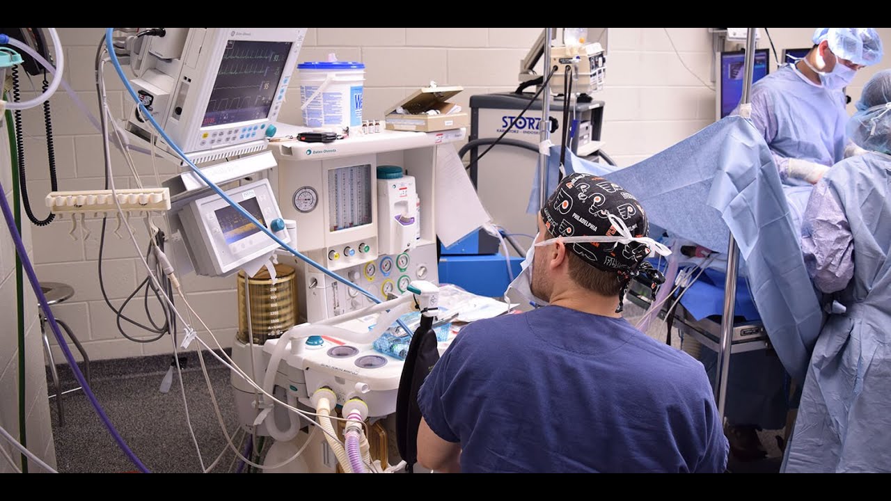 Canine Arterial line catheterization by veterinary anaesthesia ...