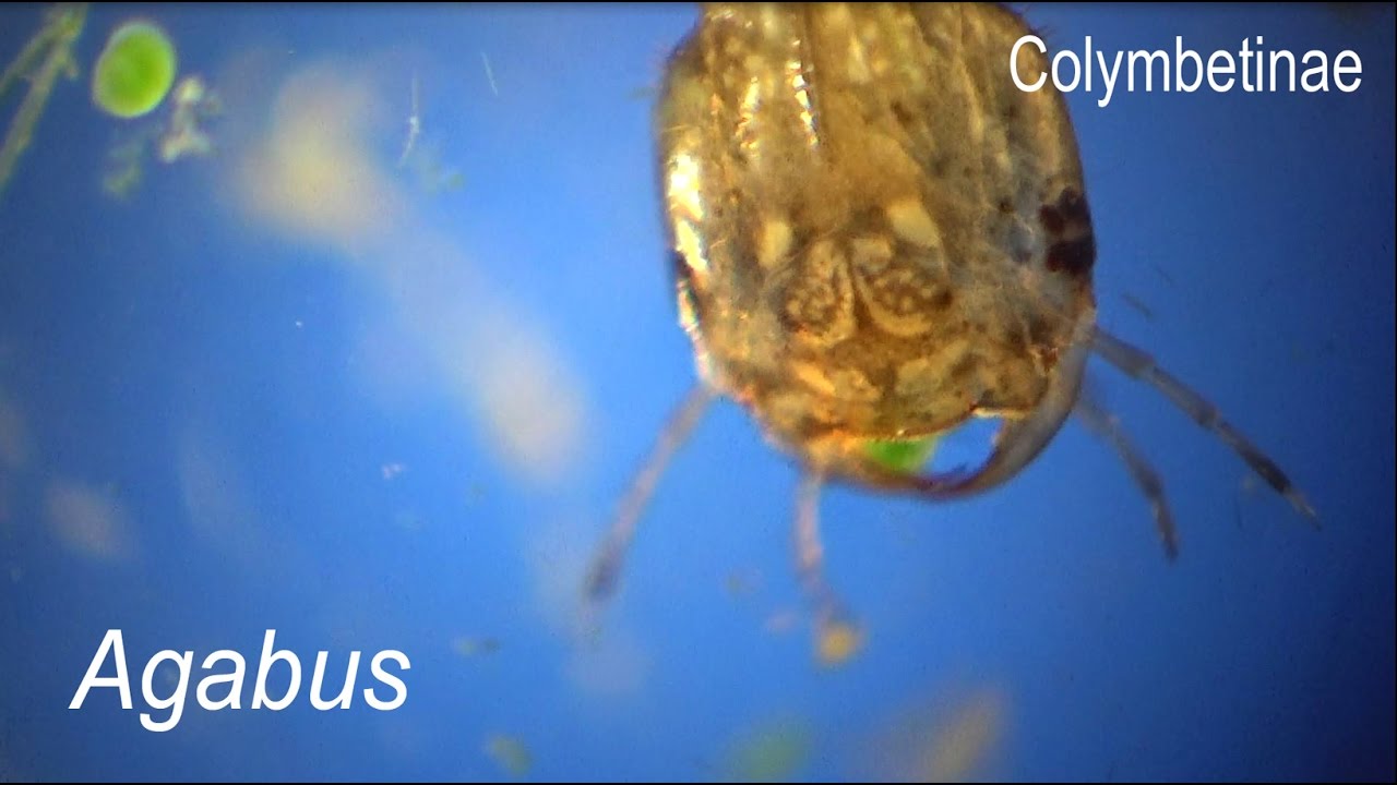 AGABUS larvae - YouTube