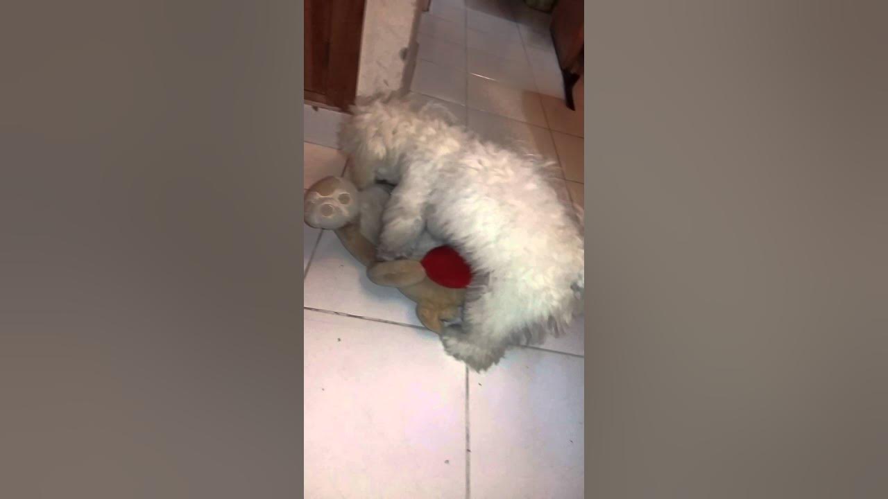 Perro Teniendo Sexo Con Peluche Youtube