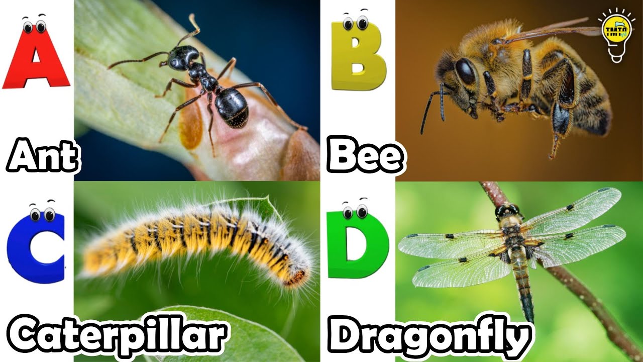 Abc Insect Song | A to Z Insects Song | Insects Alphabet song | Phonics ...