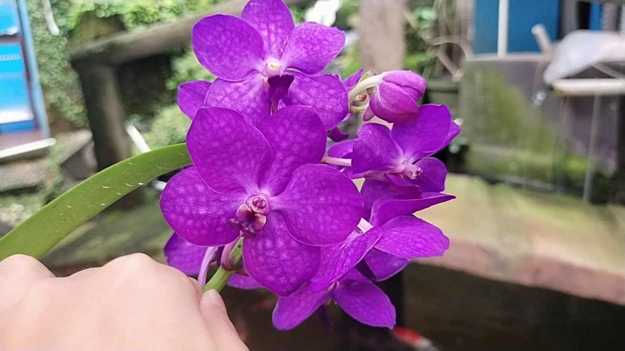 Vanda Pakchong Smile Blue - YouTube