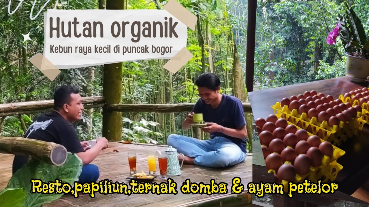 hutan organik mega mendung,kebun raya kecil di puncak bogor,dekat ...