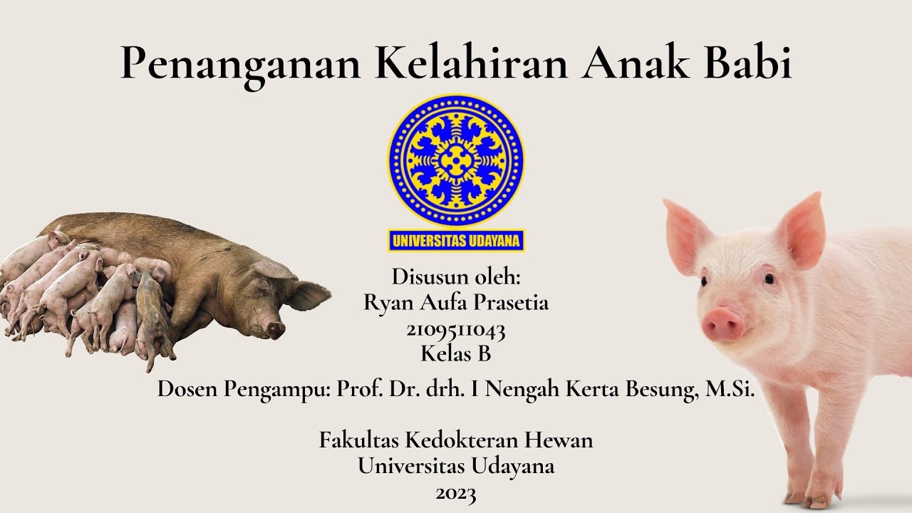 Manajemen Penanganan Kelahiran Anak Babi (Manajemen dan Kesehatan Babi ...