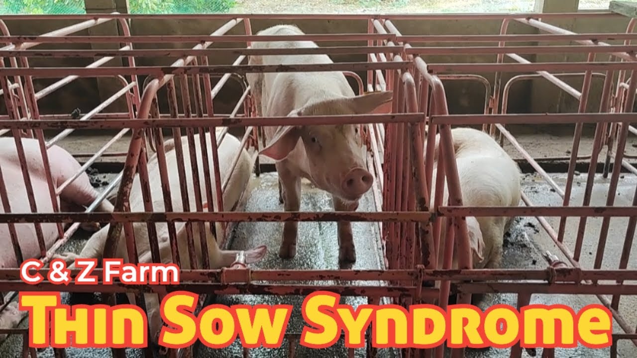 Komplikasyon ng Inahing Baboy na Payat Winawalay - YouTube