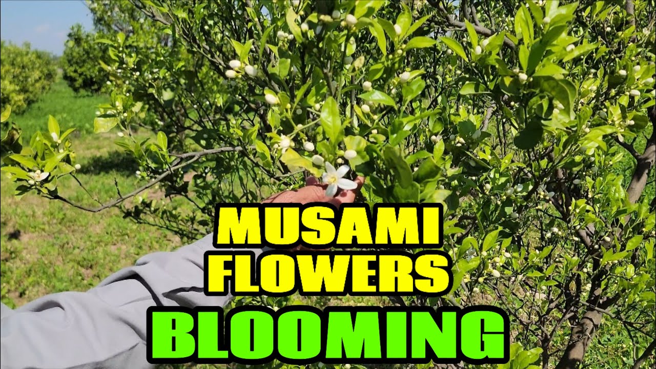 Sweet Lime Orchard in Full Bloom | Musami Flowers in White! - YouTube
