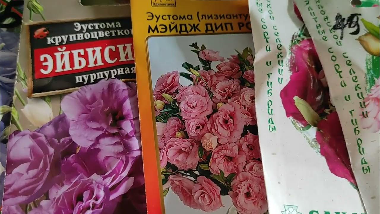 ВЫРАЩИВАНИЕ ЭУСТОМЫ ИЗ СЕМЯН В ТОРФЯНЫХ ТАБЛЕТКАХ. ПОДГОТОВКА ТАБЛЕТОК ...