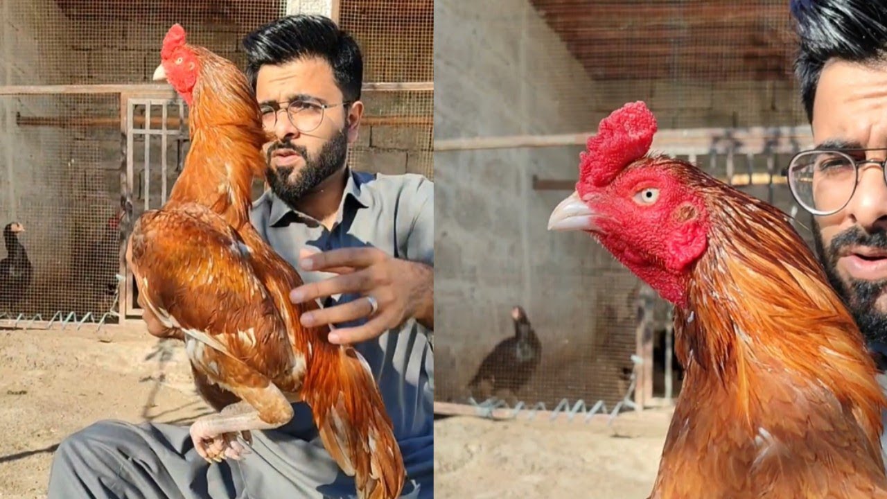Pure Jageeri Aseel Breed | Peela Breeder Pair by Fahad Amir Aseel Farm ...