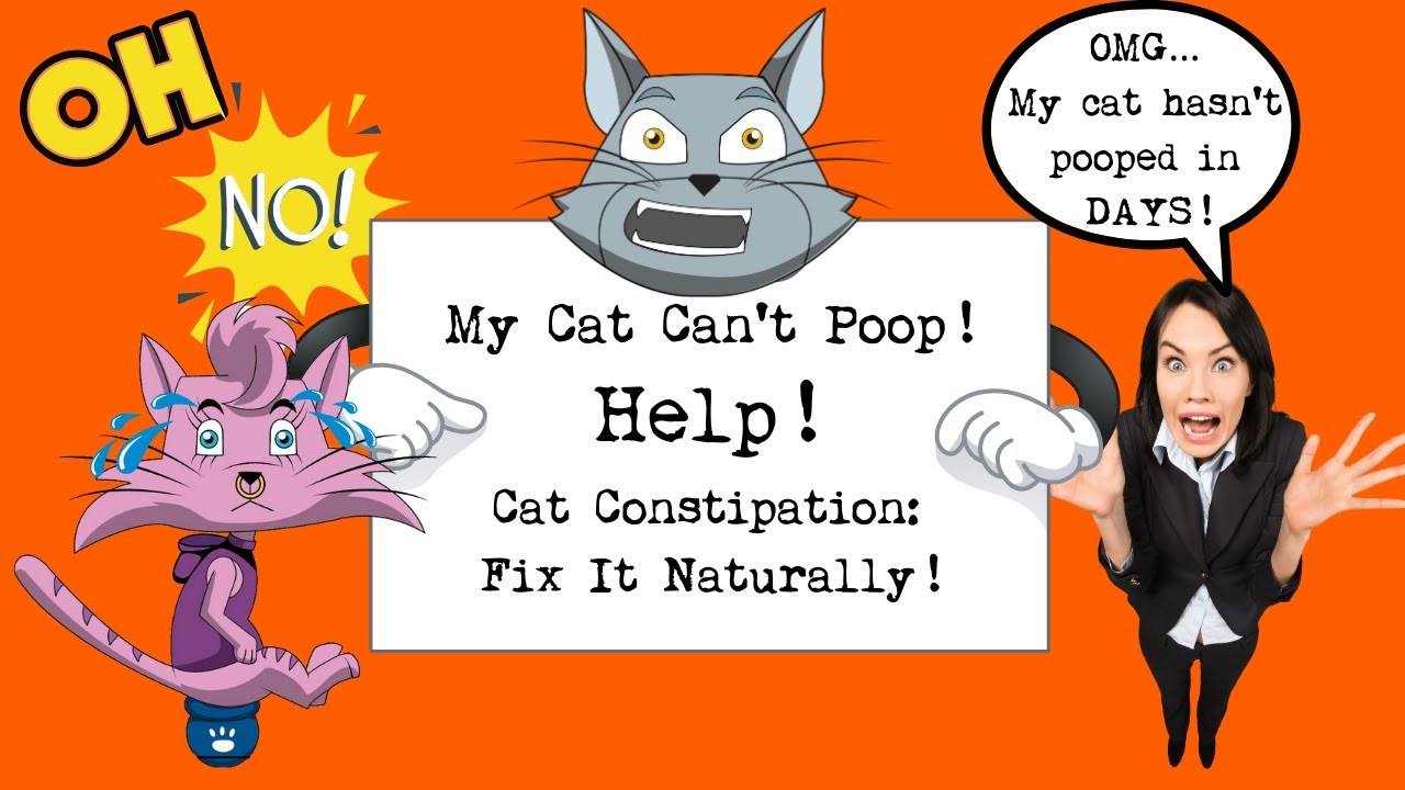 Constipated Cats! Causes & Natural Solutions with Michael & Pam ...