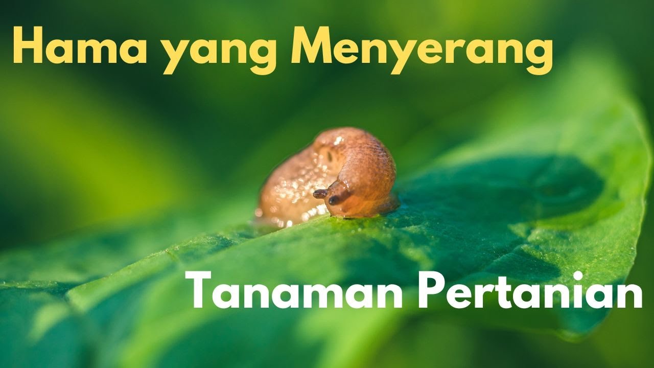 Mengenali Hama yang menyerang dan cara mengatasinya - YouTube