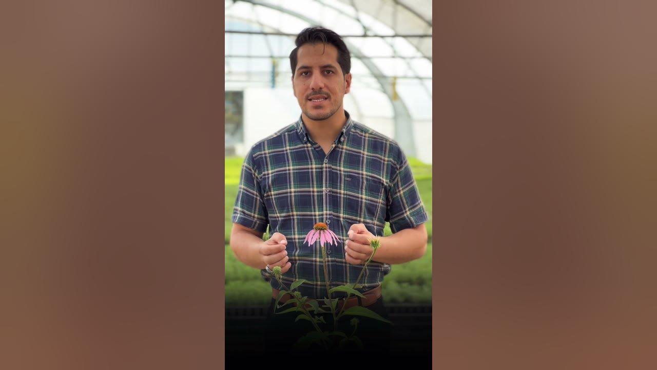 زرگیاه تولید کننده گیاهان دارویی شناسنامه دار در ایران🌿 نشا باغبانی مزرعه سودآور گیاهان