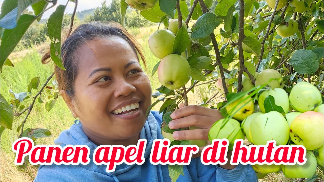 panen apel liar di hutan buahnya melimpah dan ngak yang mau ambil ...