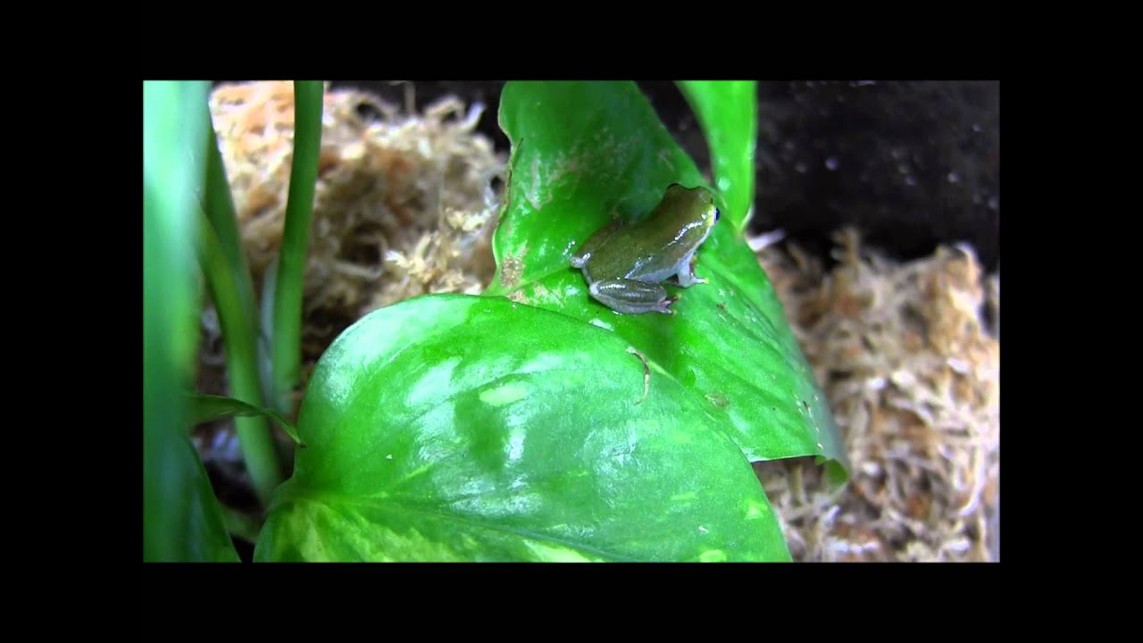 Red Footed Reed Frogs - YouTube