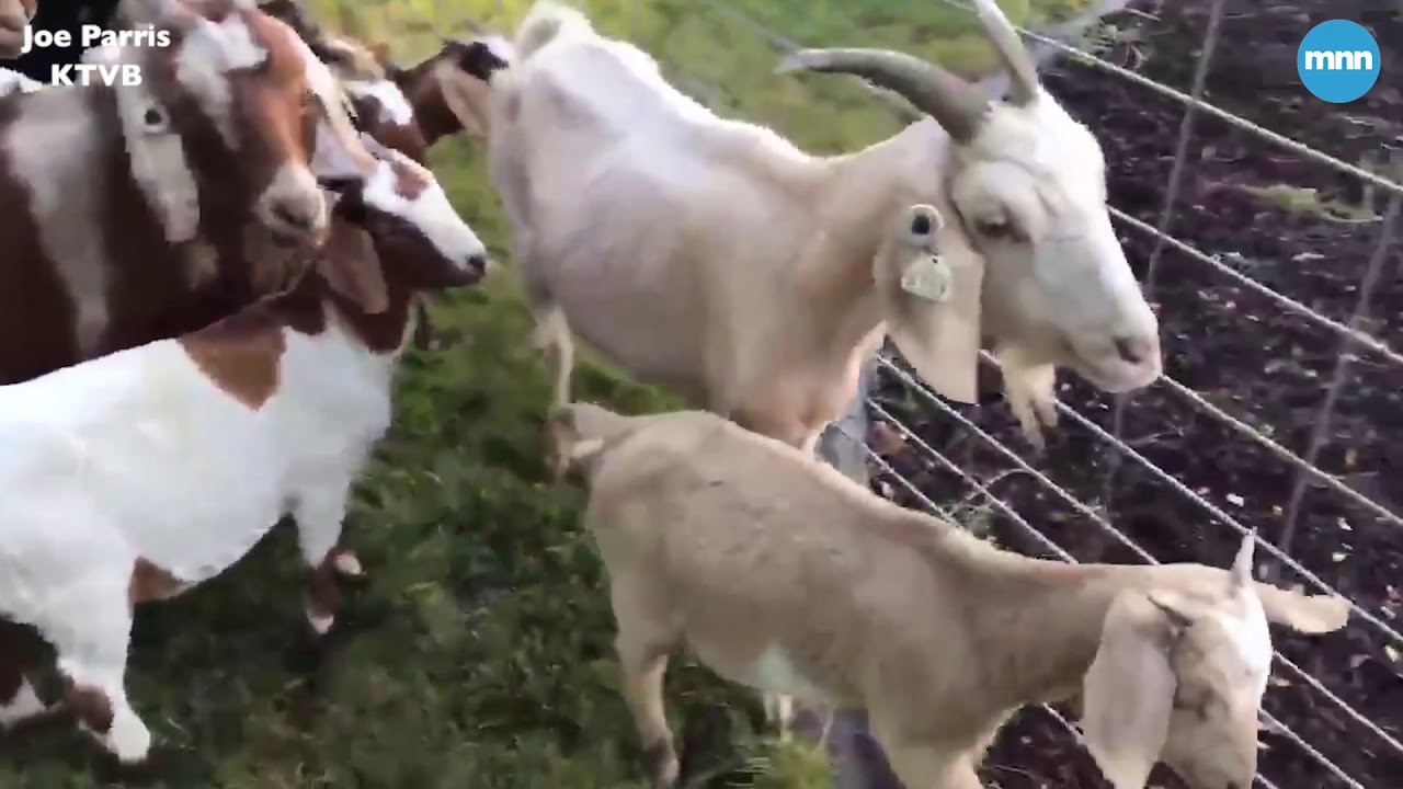 118 goats escape in Boise and take over the neighborhood - YouTube