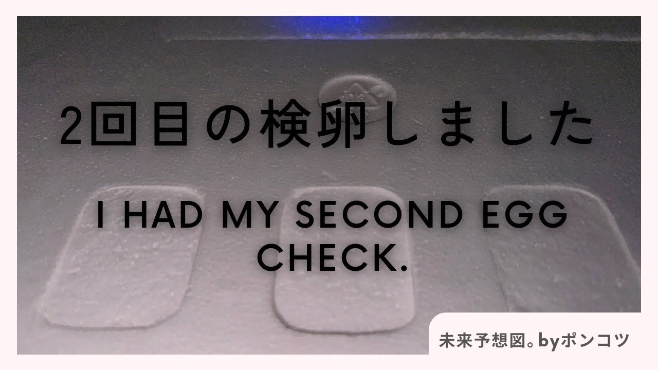 2回目の検卵です This is the second egg check. - YouTube