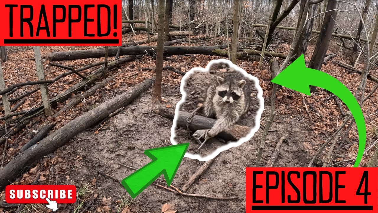 Easy Way of Trapping Racoons for beginners, DIY!!! S2 I EP4 - YouTube