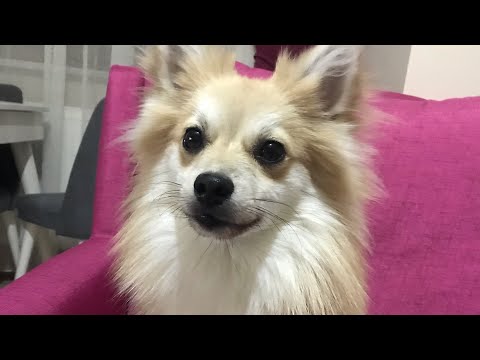 Köpek ve kedi yıkama duş alma  temizleme nasıl yapılır
