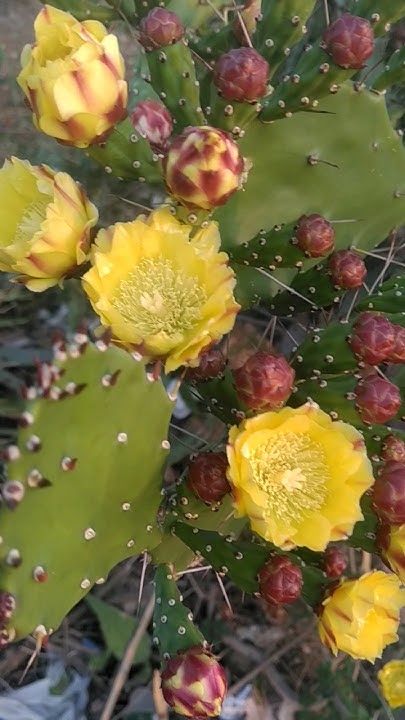cactus flower - YouTube