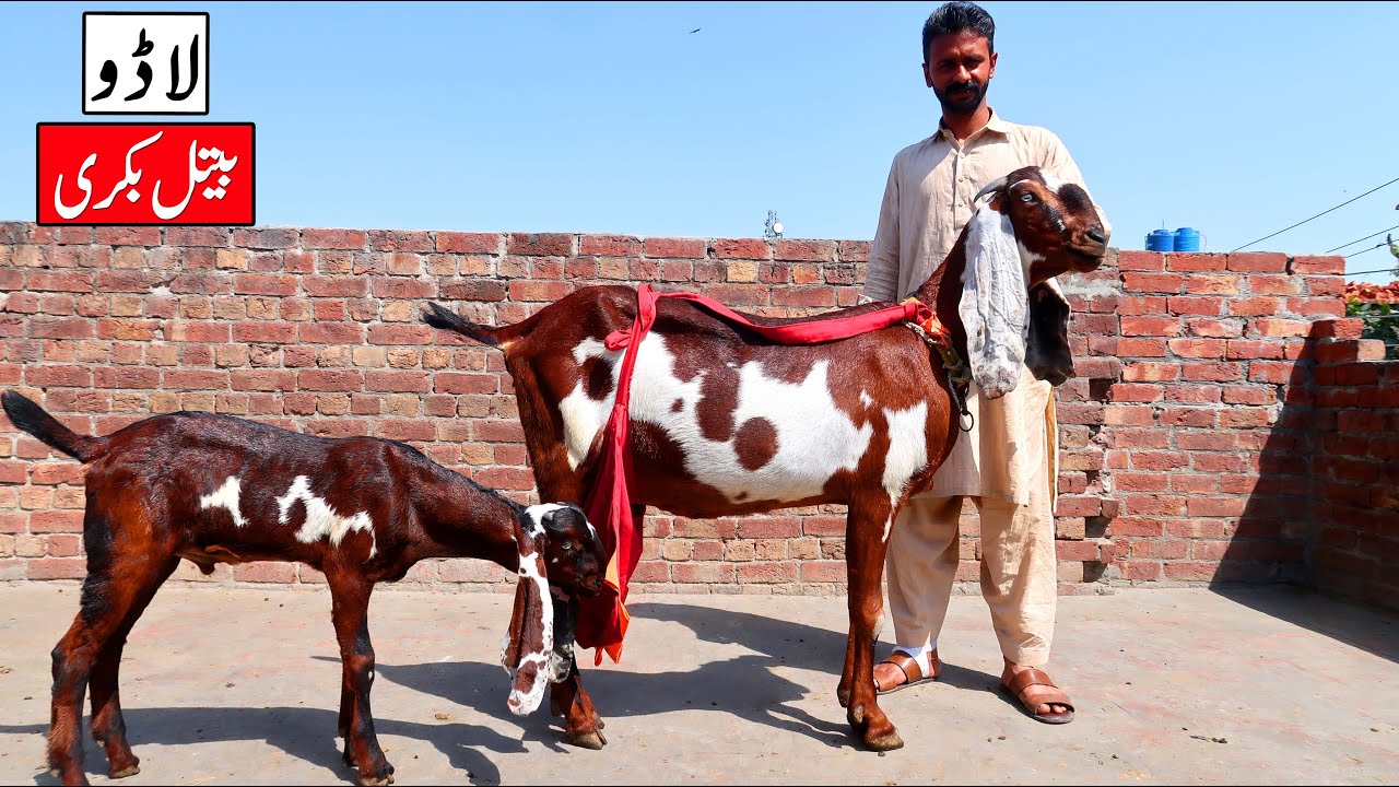 Laado Beautiful Milking Beetal Goat With Kids Lahore 2023 - YouTube