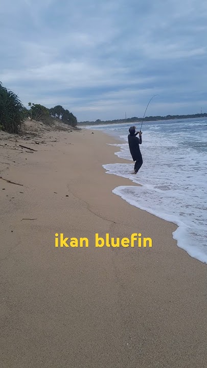 tarikan yang di idamkan para pemancing#fishing #mancingmantap - YouTube