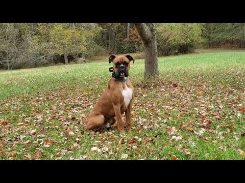 Boxer Gizmo Trick or Treat Special - YouTube