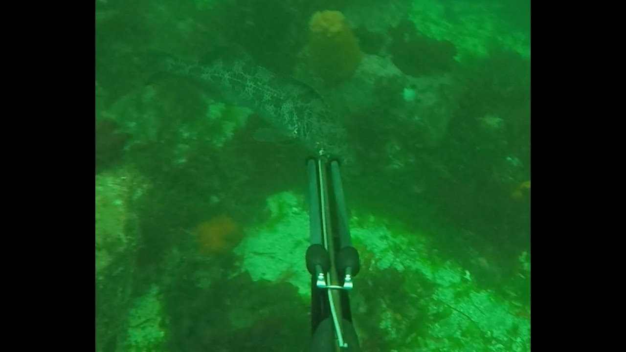 Spearfishing Edmonds WA for Lingcod and Perch - YouTube